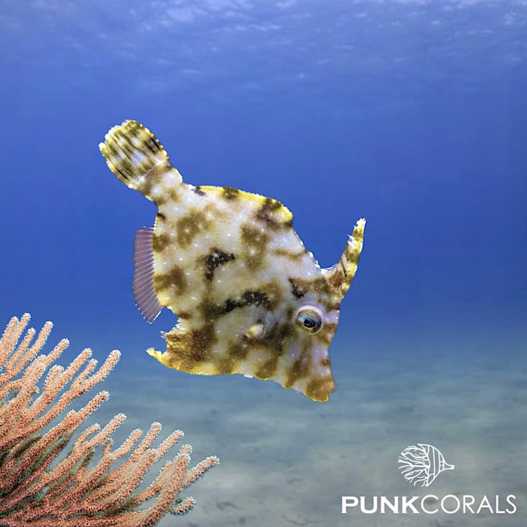 Acreichthys tomentosus Seetang-Feilenfisch