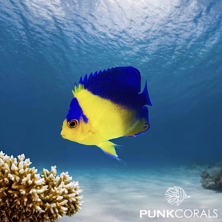 Centropyge venusta Purpurmasken - Zwergkaiserfisch NZ