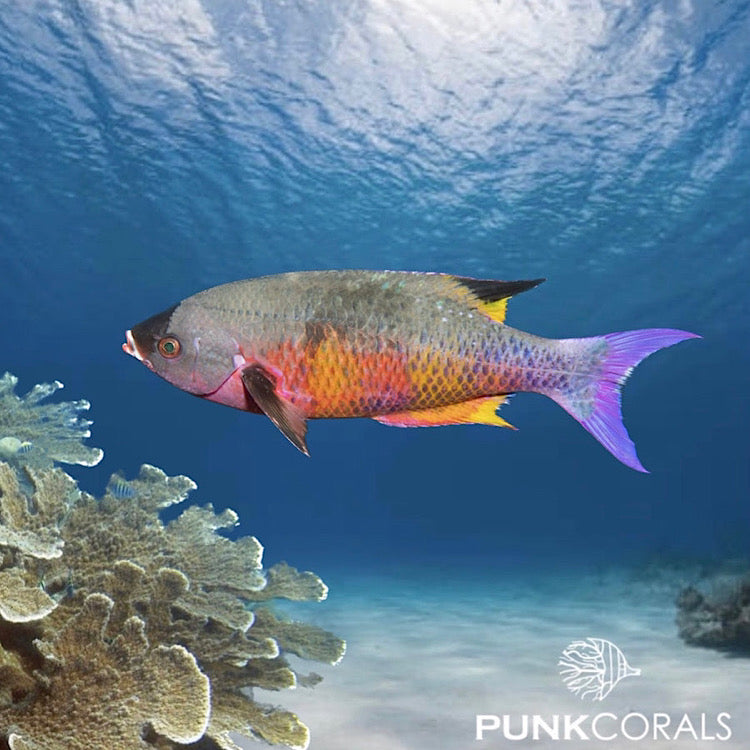 Clepticus parrae - Kreolen-Lippfisch