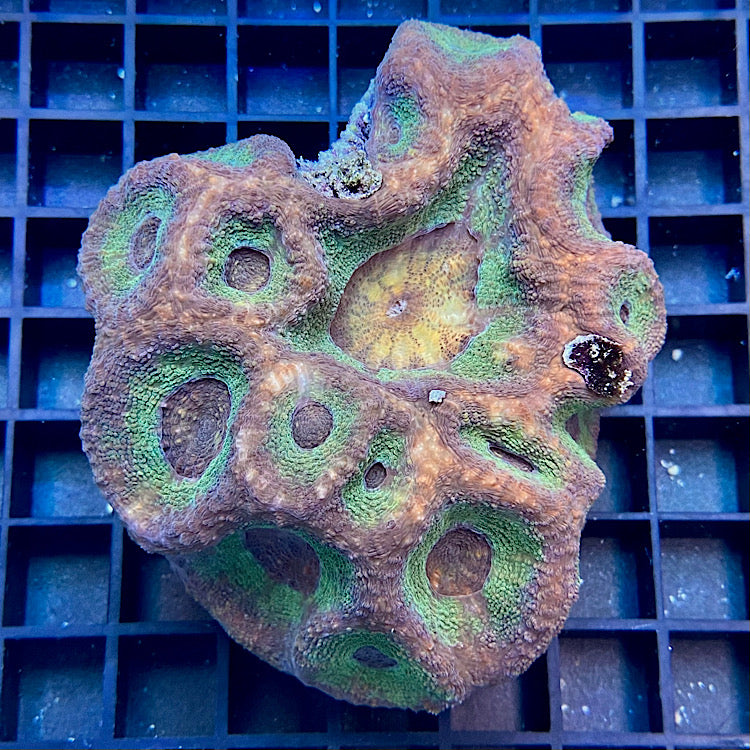 Moseleya latistellata