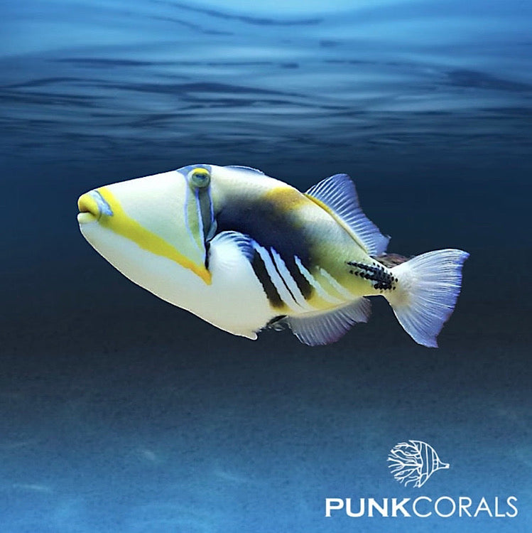 Rhinecanthus aculeatus Picasso-Drückerfisch