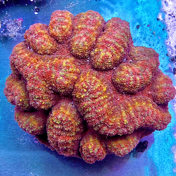 Symphyllia red gold