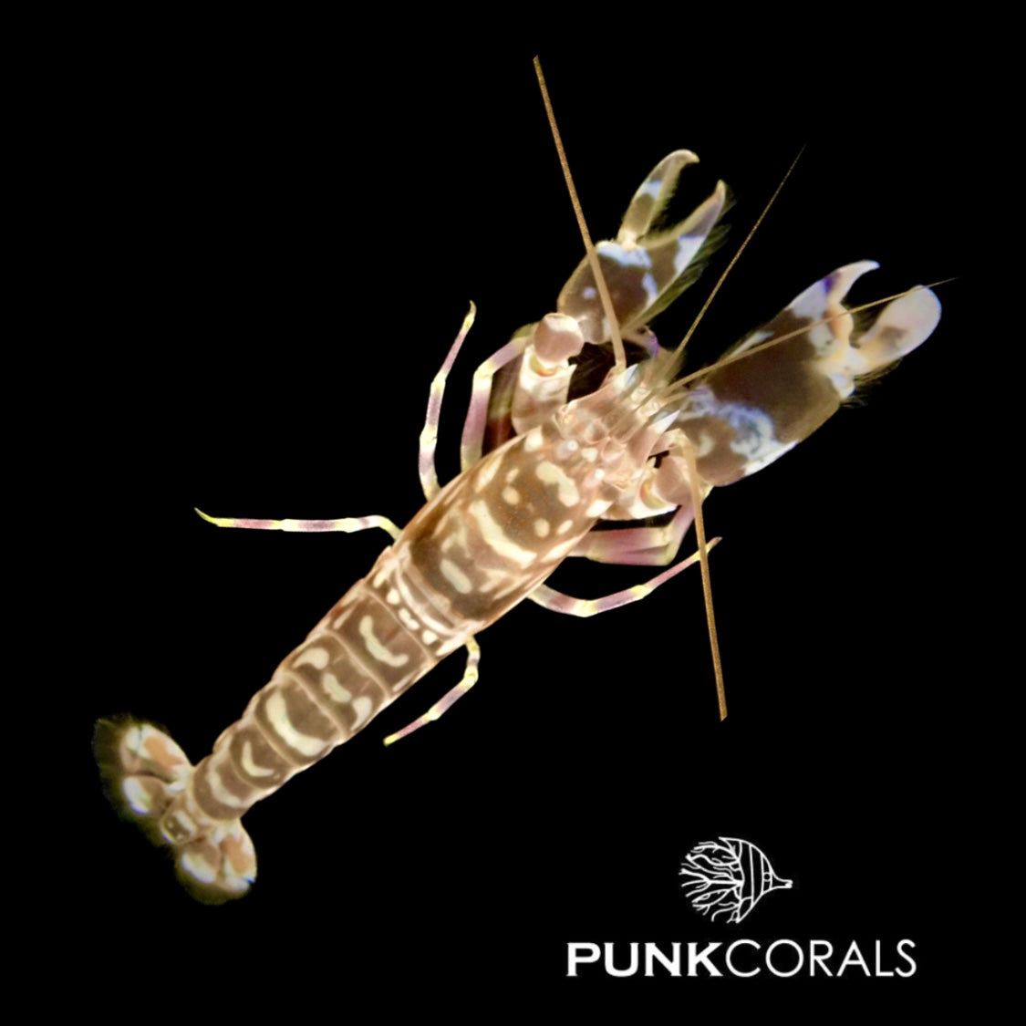 Alpheus bellulus Schöner Knallkrebs