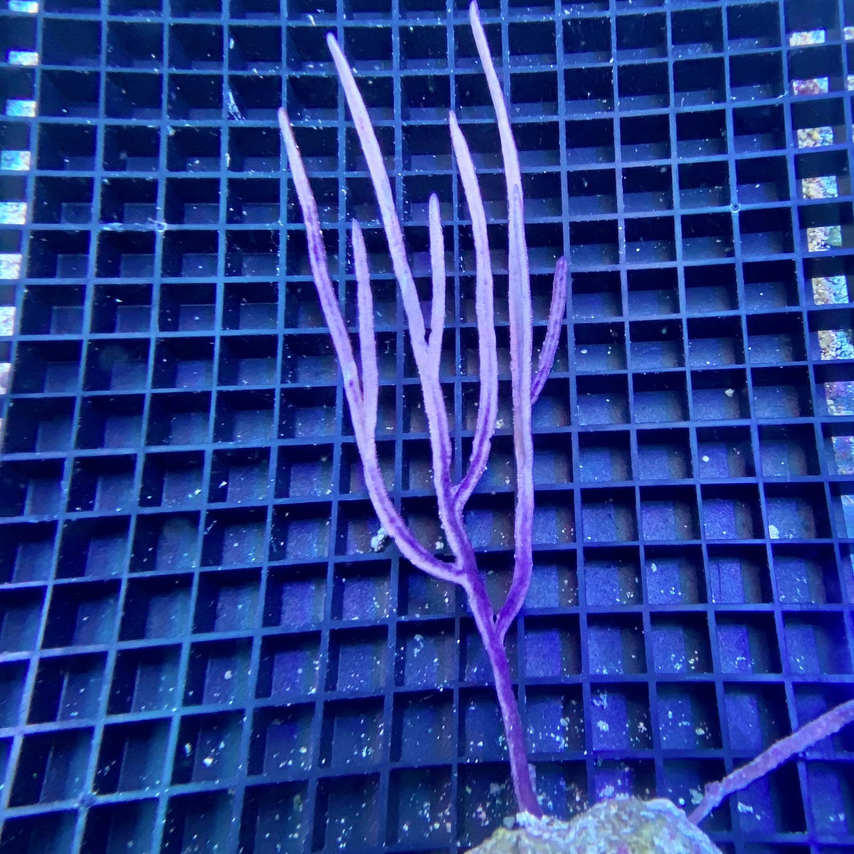 Pterogorgia guadalupensis Messergorgonie